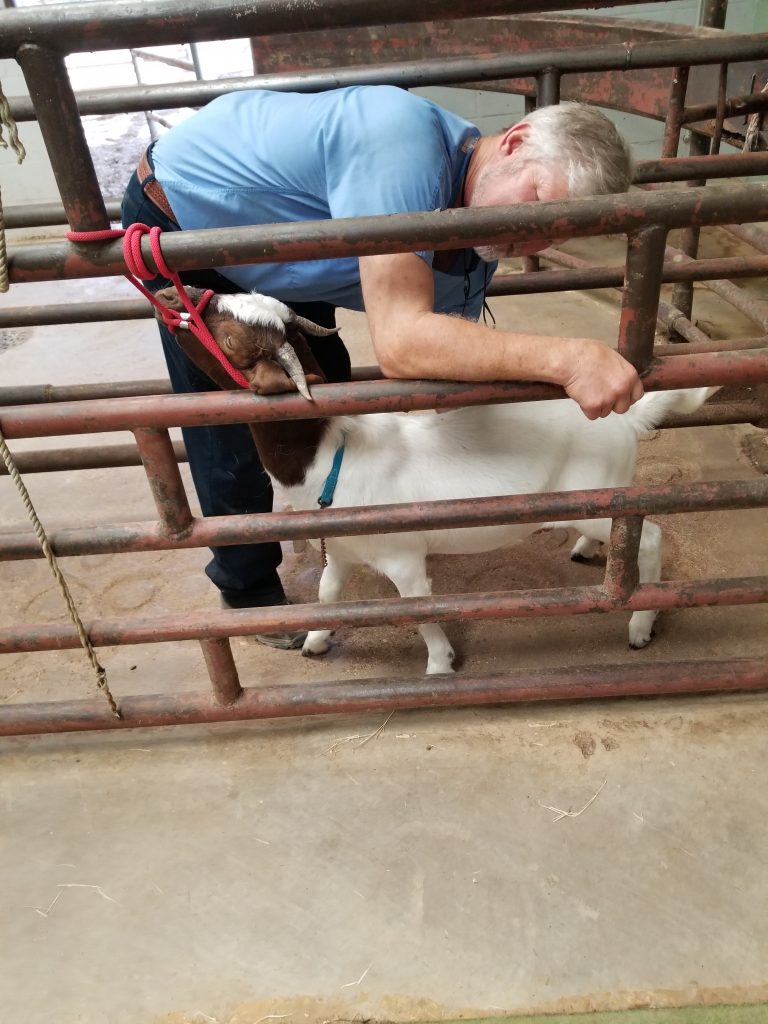 Urinary Calculi in Goats - EMERGENCY! - Goat Journal